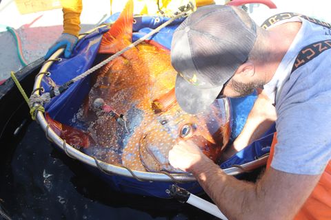 Moonfish: The first warm-blooded fish (photos) | Live Science