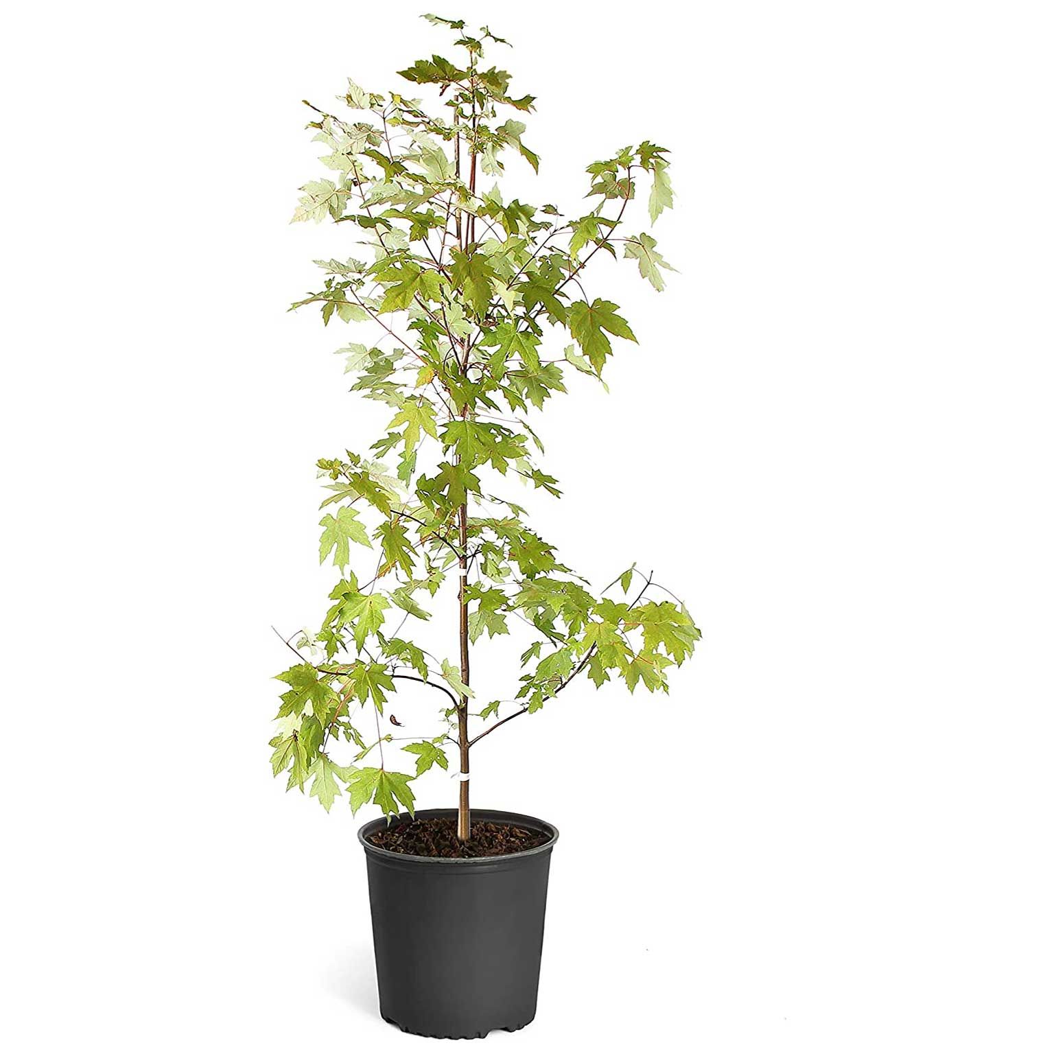 Best trees for front yards - 8 picks for curb appeal | Livingetc