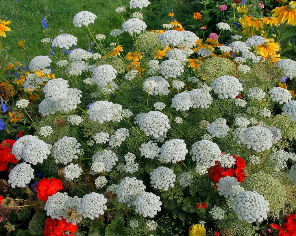 What to plant in June: our top 10 picks for vibrant gardens | Gardeningetc