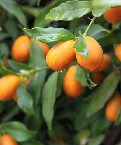 How to grow a kumquat tree outdoors - expert tips | Homes and Gardens