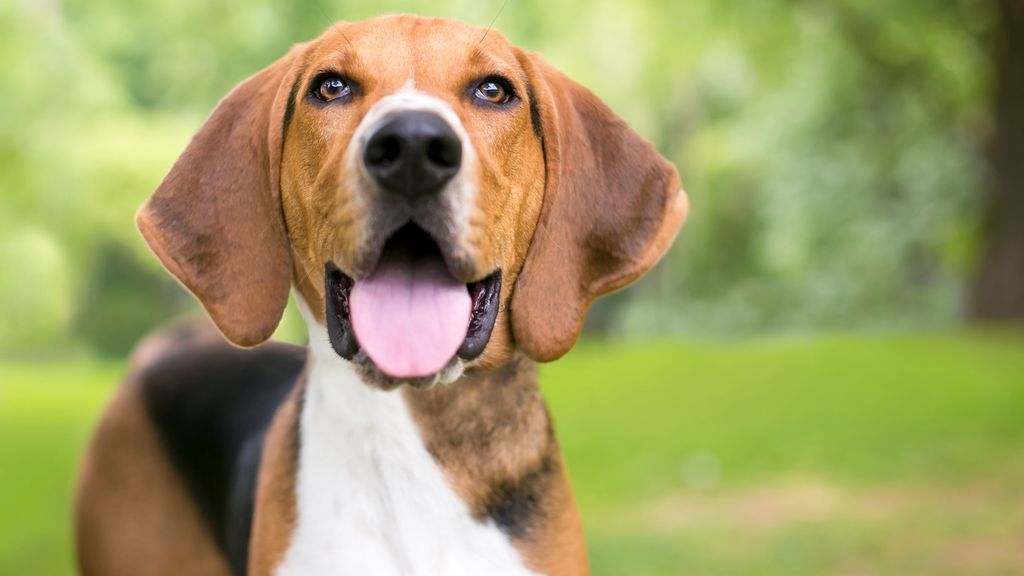 32 facts about American Foxhound dogs | PetsRadar