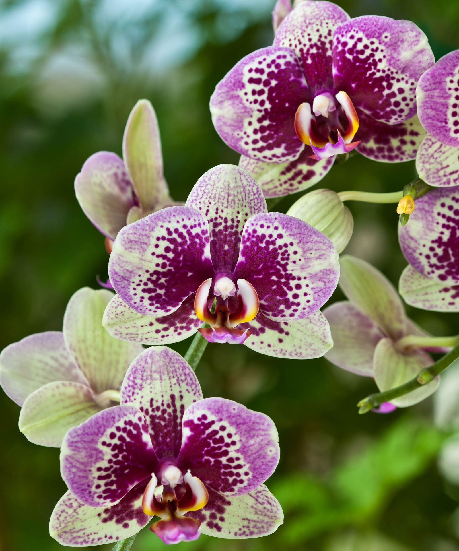 7 Orchid Care Mistakes To Avoid If You Want More Beautiful Flowers ...