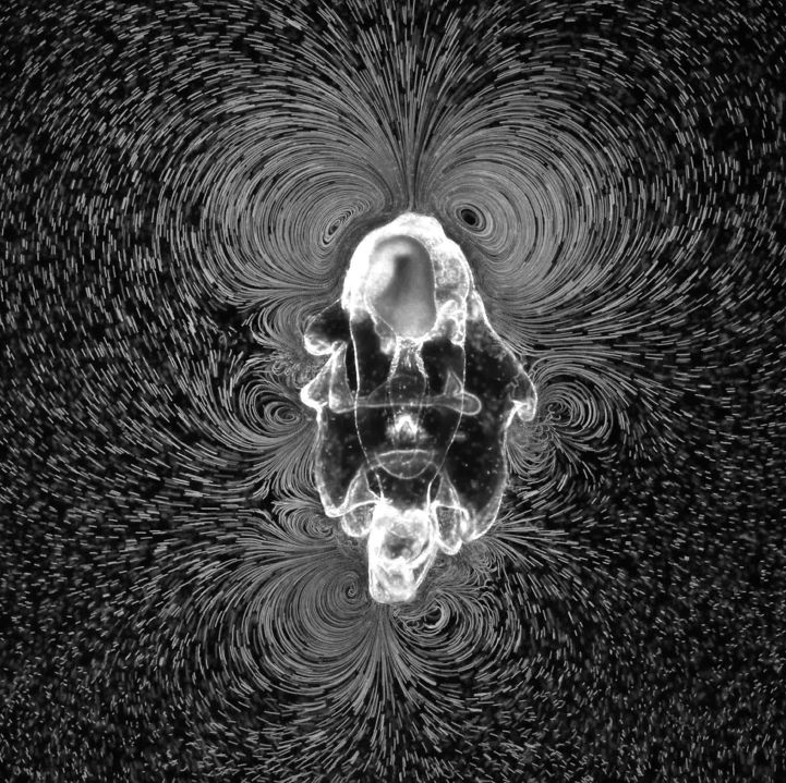 Tiny Starfish Larva Mesmerizes in Award-Winning Video | Live Science