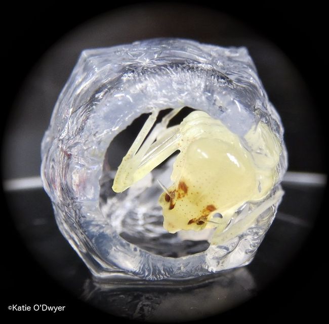 Meet Phronima, The Barrel-Riding Parasite That Inspired The Movie Alien ...