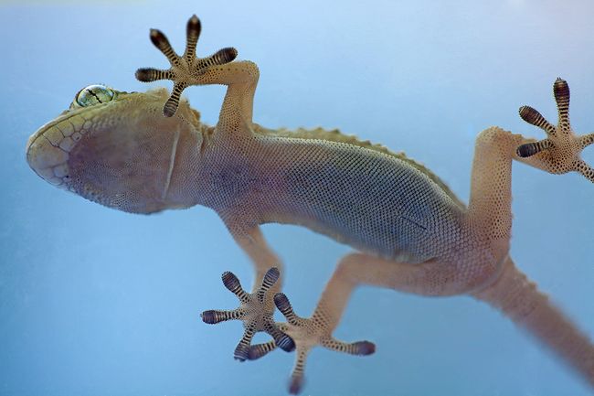 13 Extremely Weird Animal Feet | Live Science