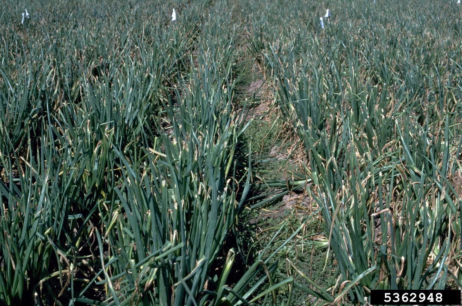 Bacterial Blight Of Onion Crops: Learn About Xanthomonas Blight In ...