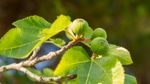 How and when to fertilize dogwoods: for healthy trees | Homes and Gardens