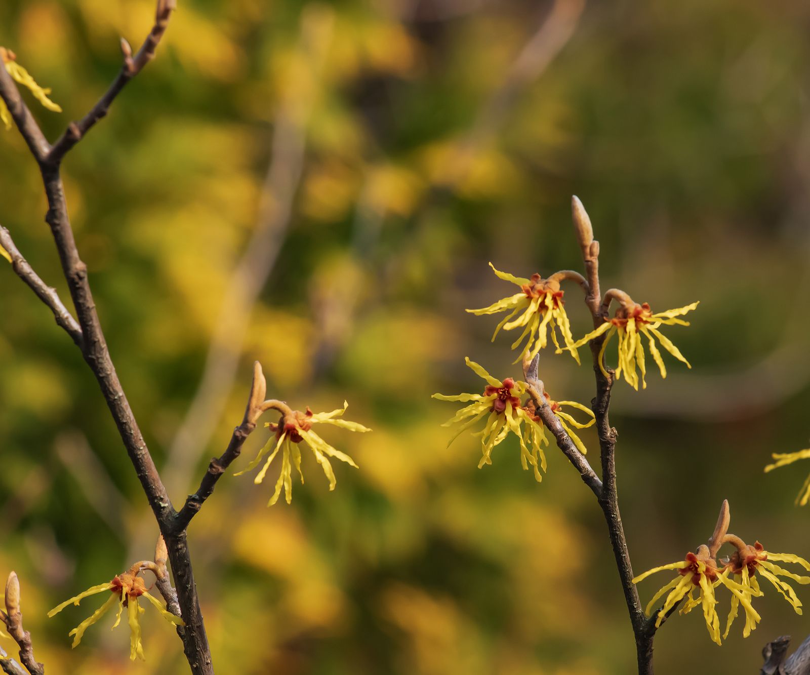 How to grow witch hazel in pots: for scented winter flowers | Homes and ...