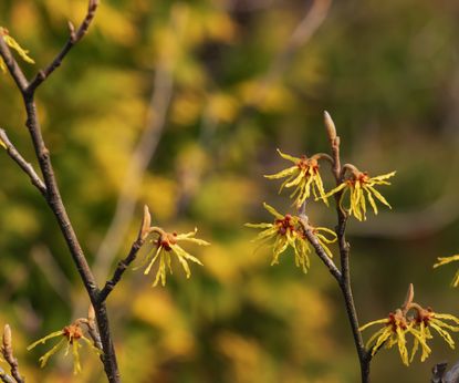 How to prune witch hazel and how often | Homes and Gardens