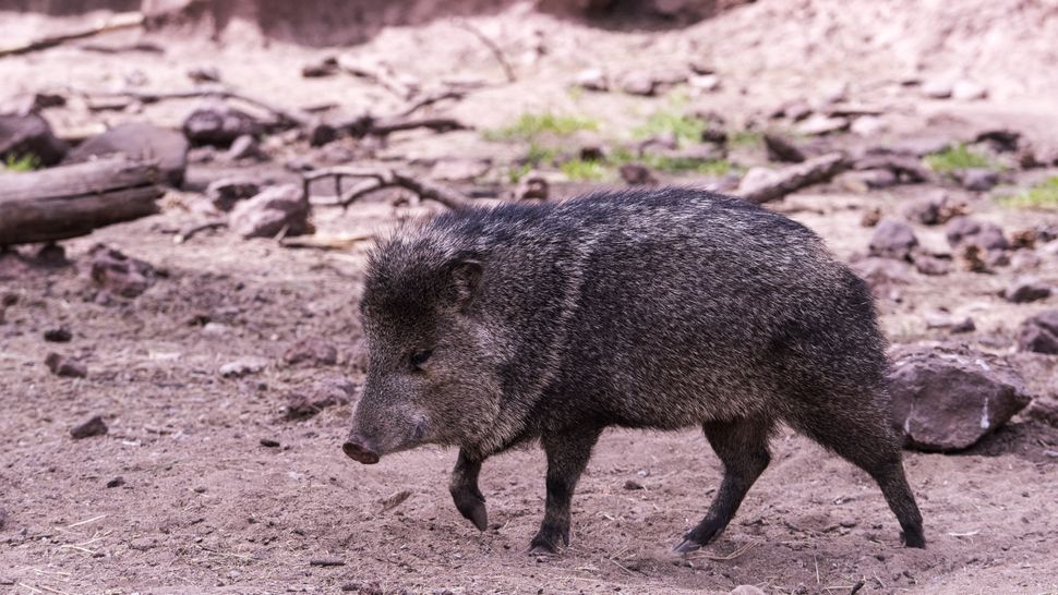 What is a javelina? And what should you do if you meet one on a hike ...