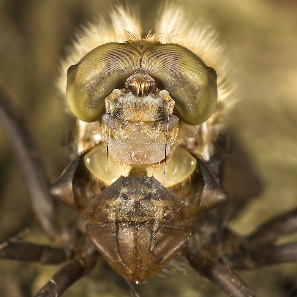 Gallery: Dazzling Photos of Dew-Covered Insects | Live Science