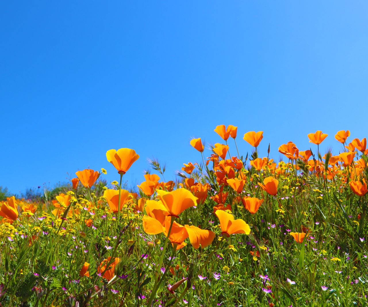 How to grow California poppies: an expert guide | Homes and Gardens