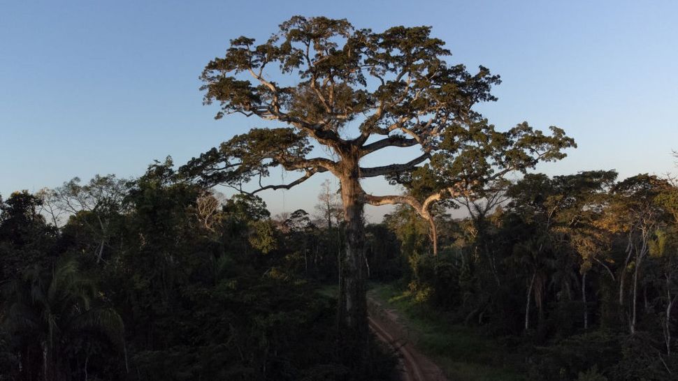 Amazon rainforest is transitioning to a 'hypertropical' climate — and ...