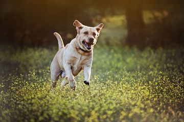 Dogs & Animals | Country Life