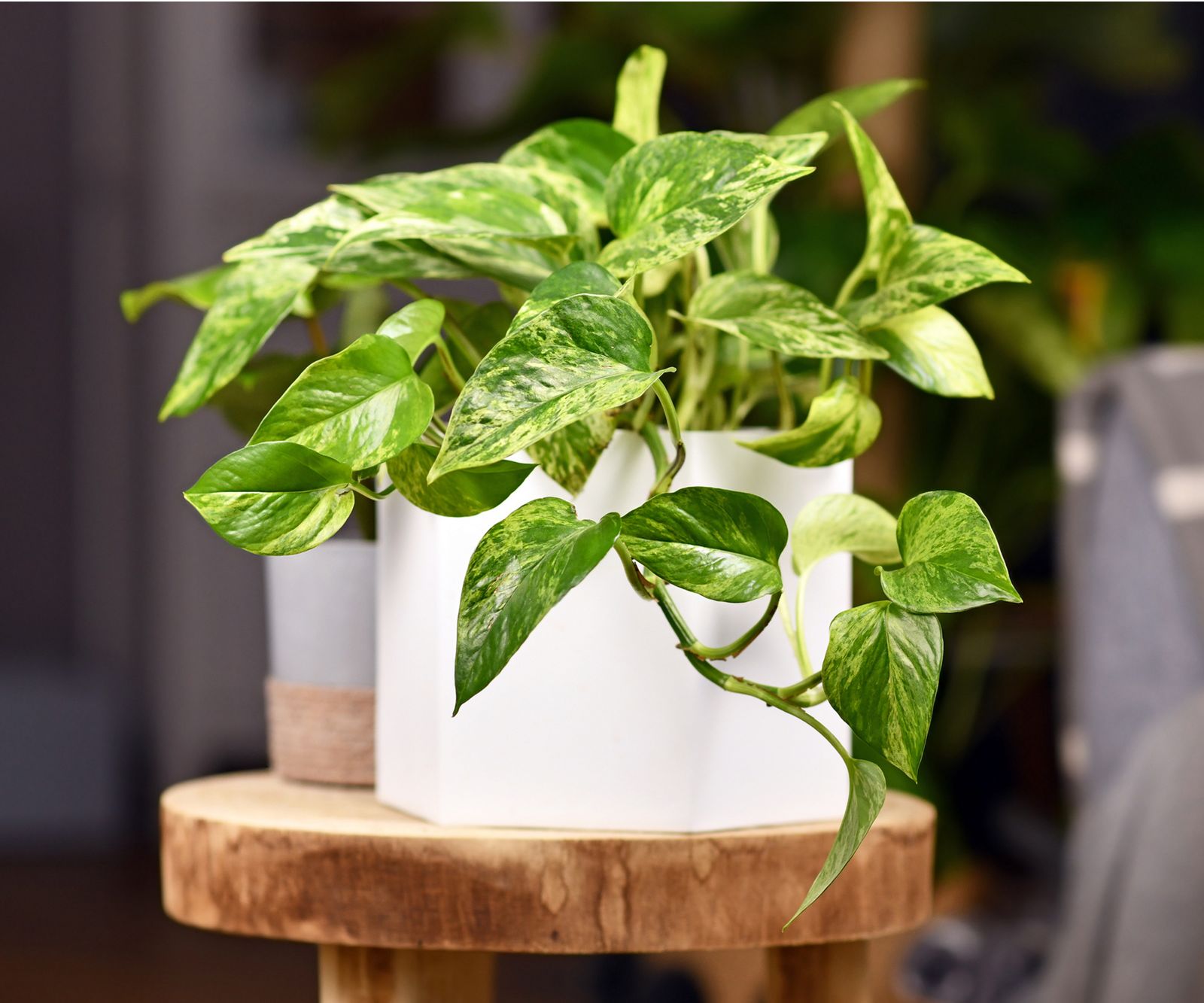 How to make you own pothos potting mix: DIY recipe | Homes and Gardens