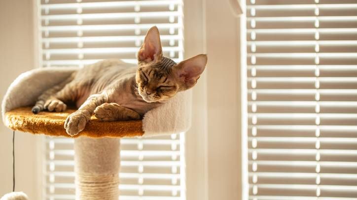 13 hypoallergenic cat breeds for allergy sufferers | PetsRadar