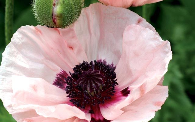 The best poppies to plant this spring | Country Life