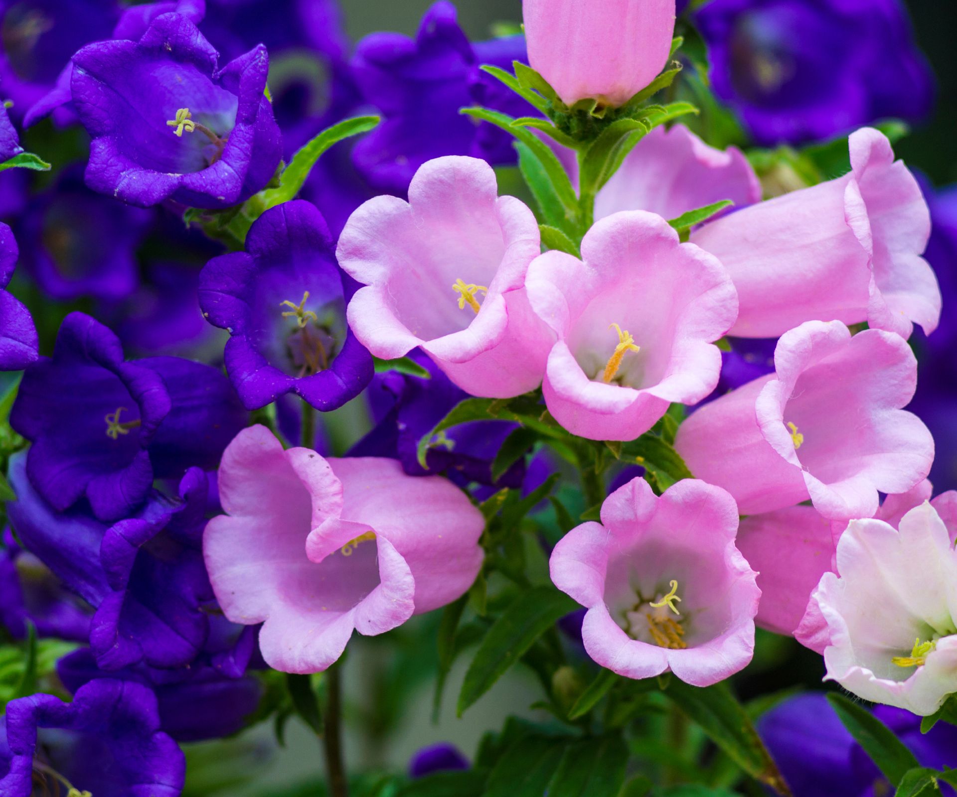How To Grow Campanula Bellflowers: Complete Care Guide | Gardening Know How