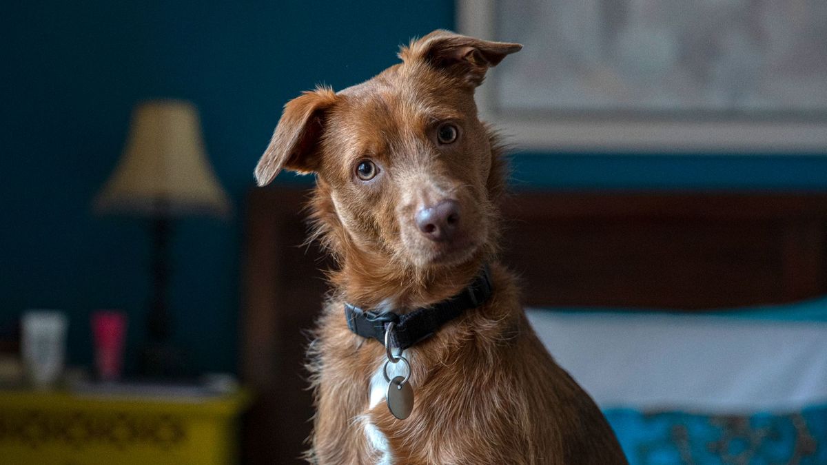 What breed is my dog? How to decipher mixed-breed dog DNA | PetsRadar