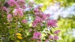 How to grow the firecracker plant: tips for more flowers | Homes and ...