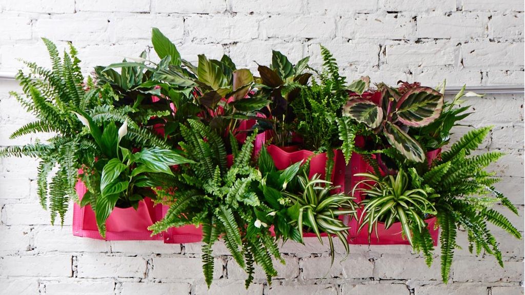 How to make your own orchid potting mix: a DIY recipe | Homes and Gardens