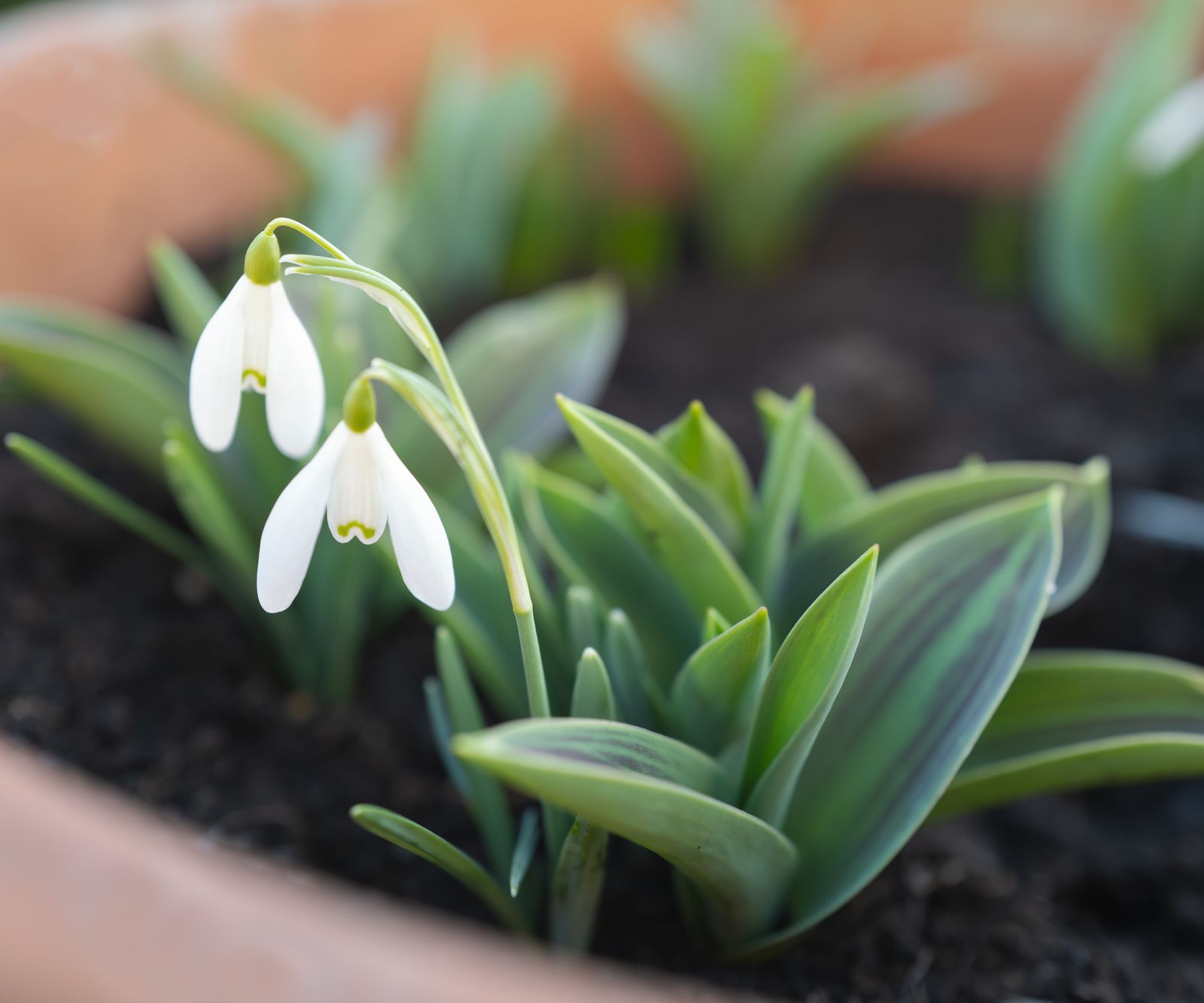 Snowdrop Flower Care: How To Grow This Early Spring Bloomer | Gardening ...