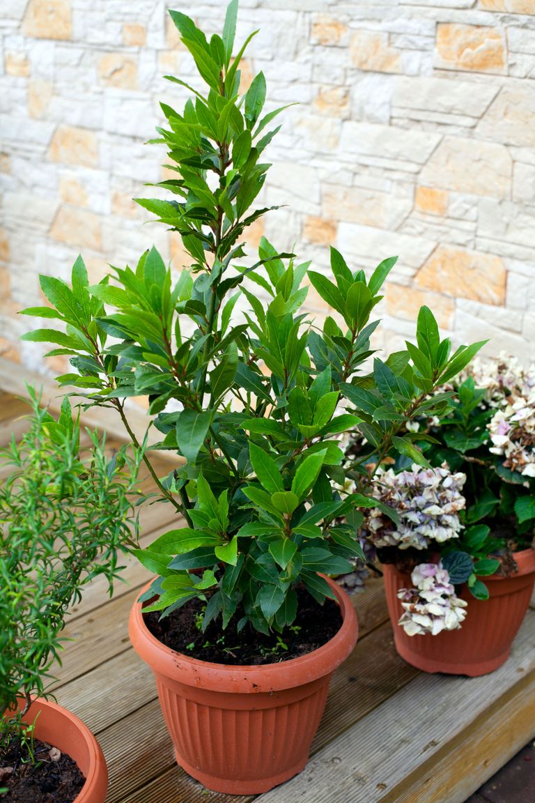 Best trees for small gardens – 8 varieties that thrive in a tiny space ...