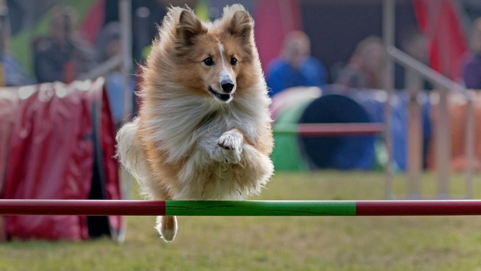 Highest jumping dogs: 20 that can reach impressive heights | PetsRadar
