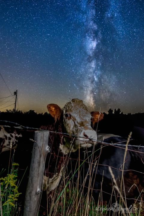 Got Milky Way? Cows Surprise Skywatcher During Night Sky Photo Shoot ...