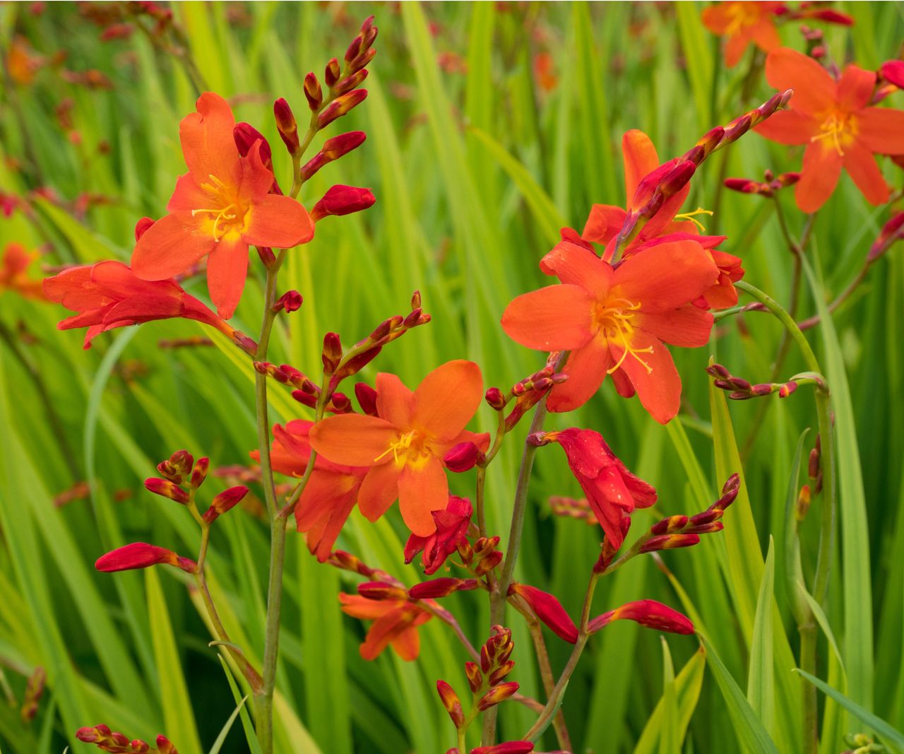 Crocosmia varieties: 16 gorgeous types of montbretia to try | Homes and ...