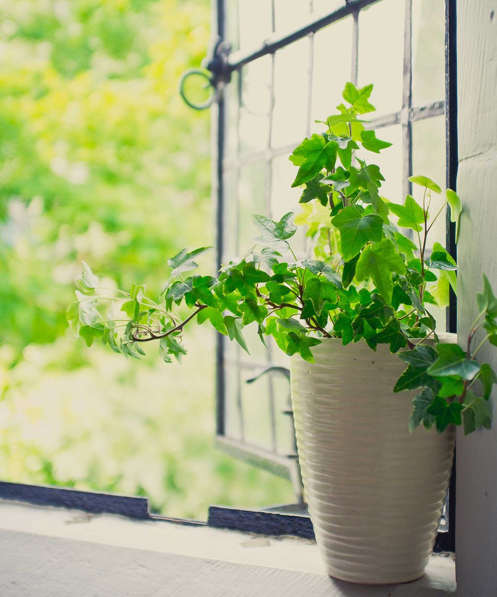 How to grow ivy from cuttings: easy propagation tips | Homes and Gardens