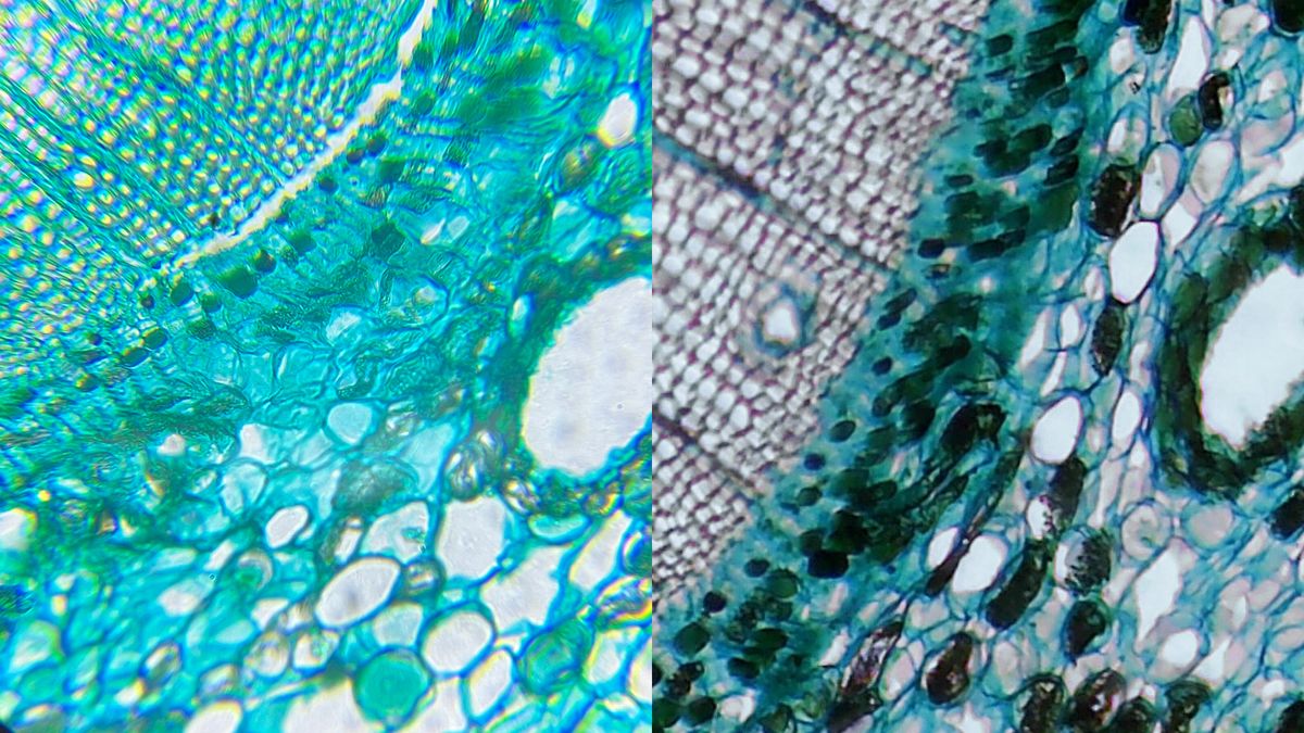 Bresser Biolux NV 20-1280x microscope review | Digital Camera World