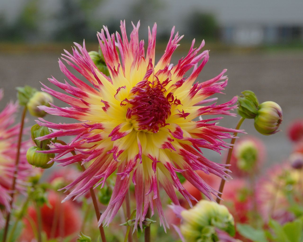 Types of dahlias: 23 beautiful varieties to grow | Gardeningetc
