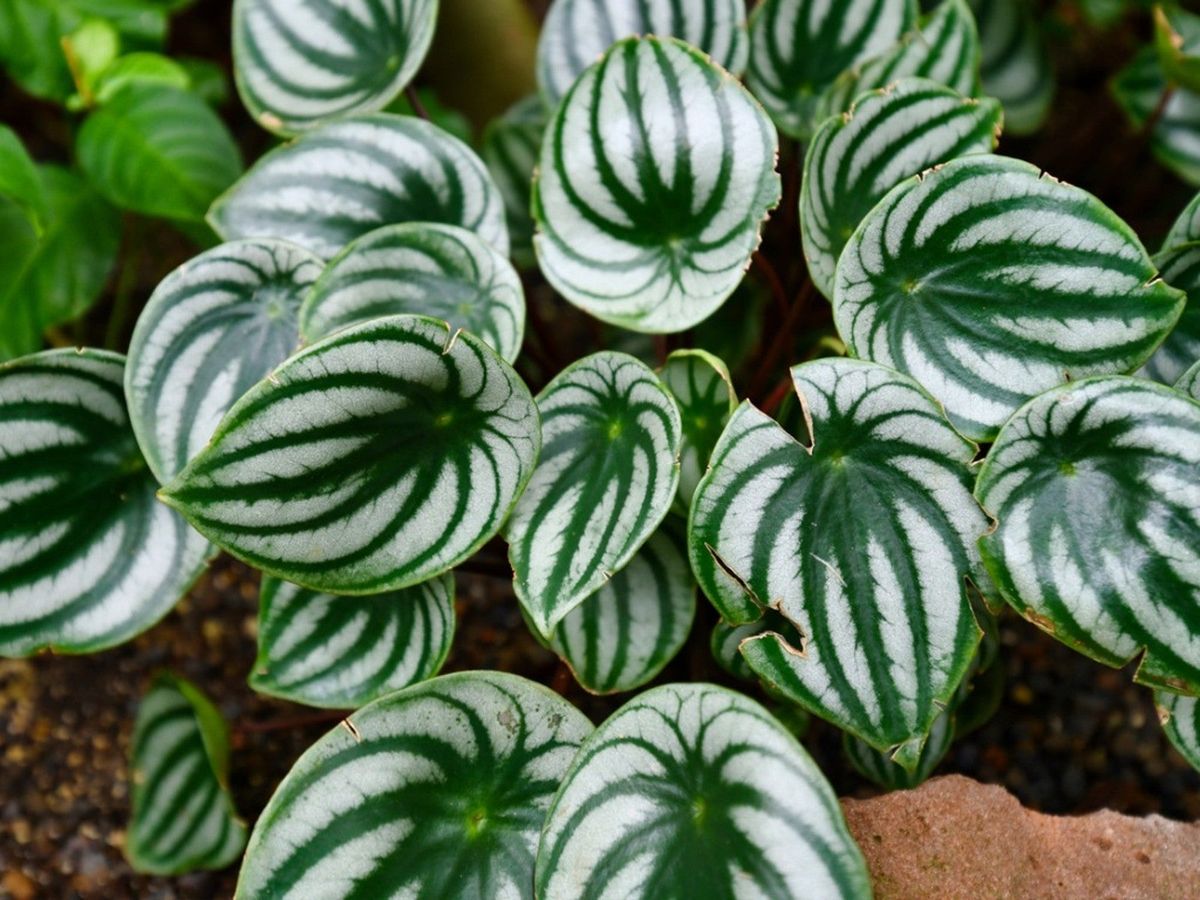 Diagnose And Solve Common Peperomia Problems | Gardening Know How Diagnose And Solve Common Peperomia Problems | Gardening Know How