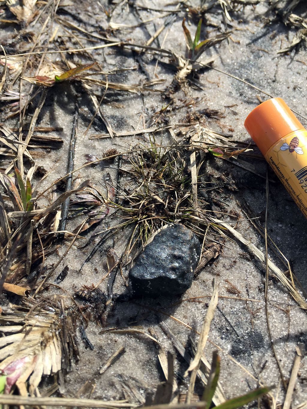 Meteorite Hunters Find 6 Space Rocks from Florida Fireball | Space