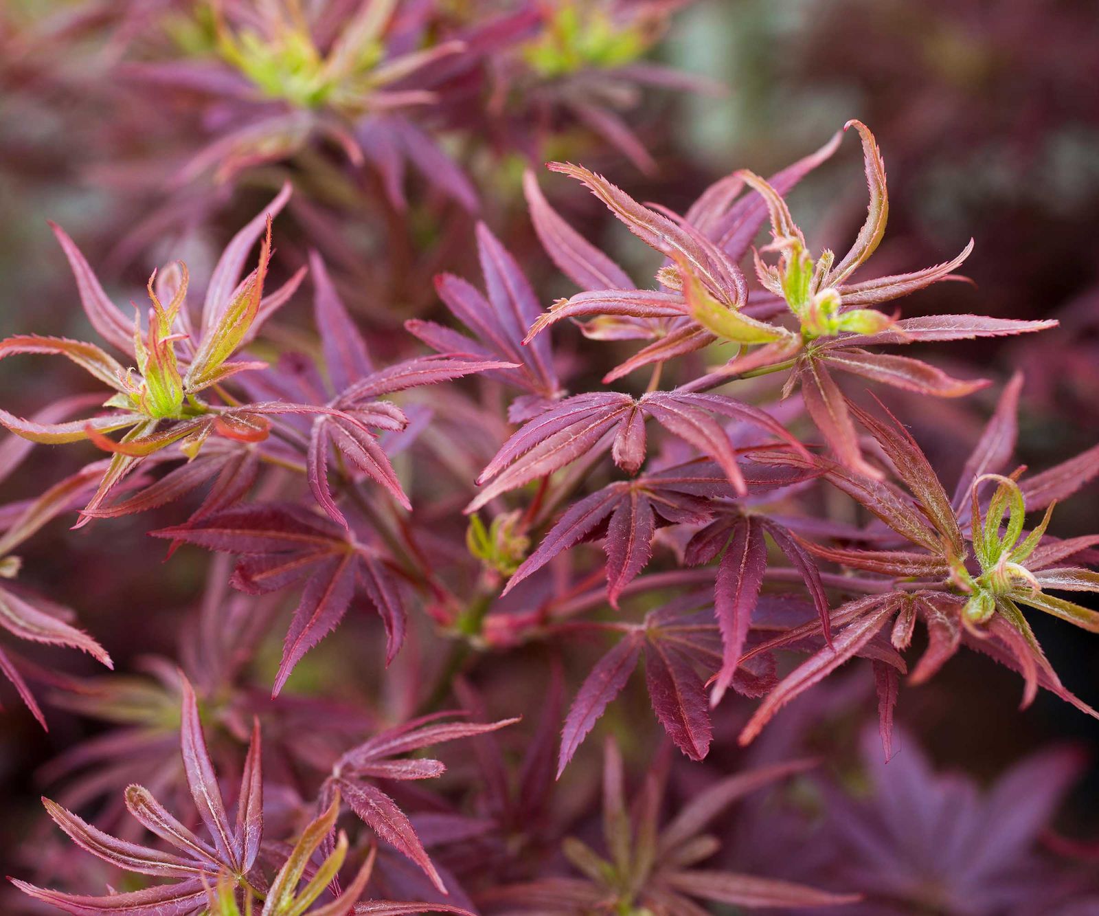 Varieties of Japanese maples – 10 show-stopping acers | Homes and Gardens