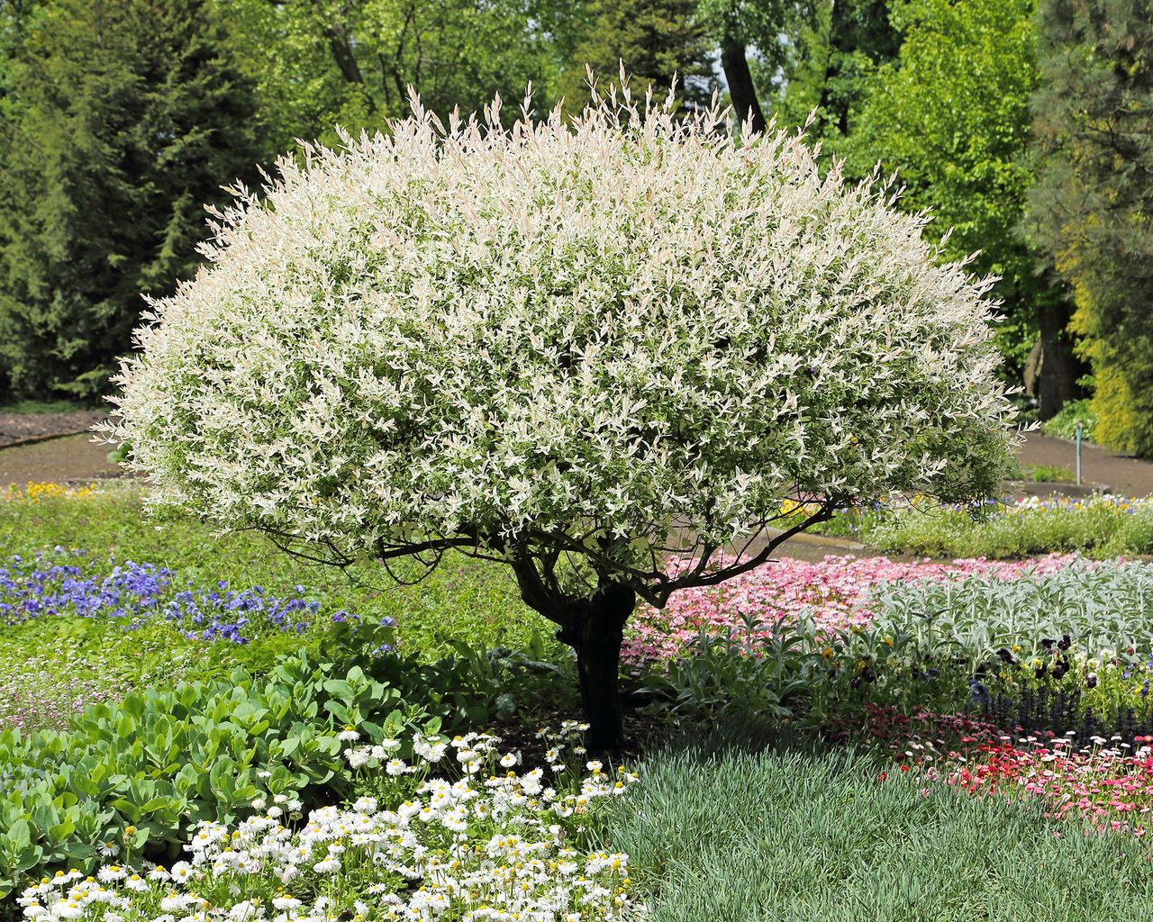 7 Small Privacy Trees To Transform Your Yard Into An Oasis | Gardening ...
