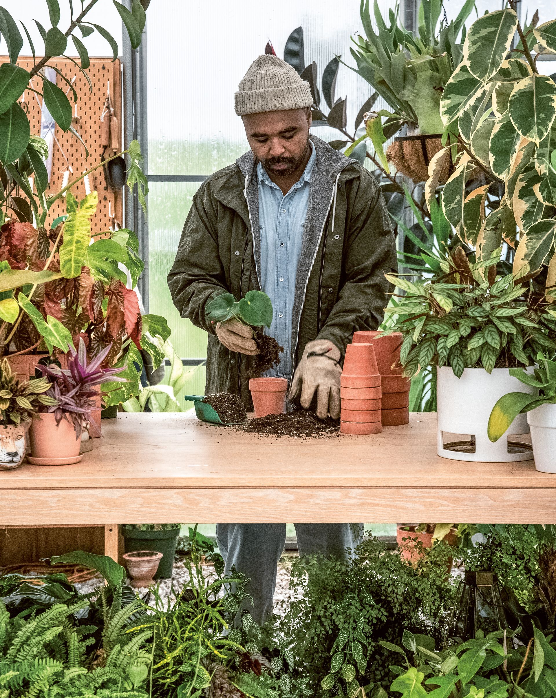 ‘Divide And Conquer’ – Hilton Carter’s 6-Step Houseplant Propagation ...
