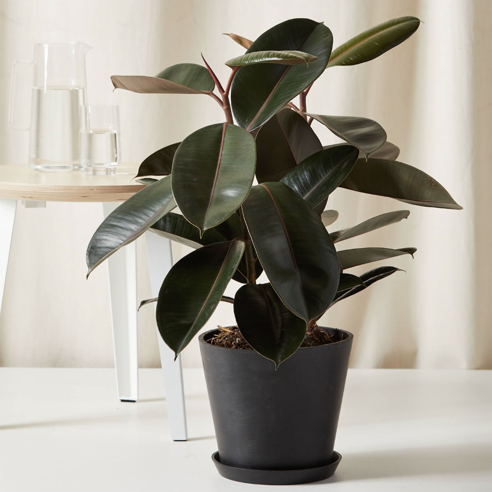 Rubber plant care guide: 6 expert tips | Homes and Gardens