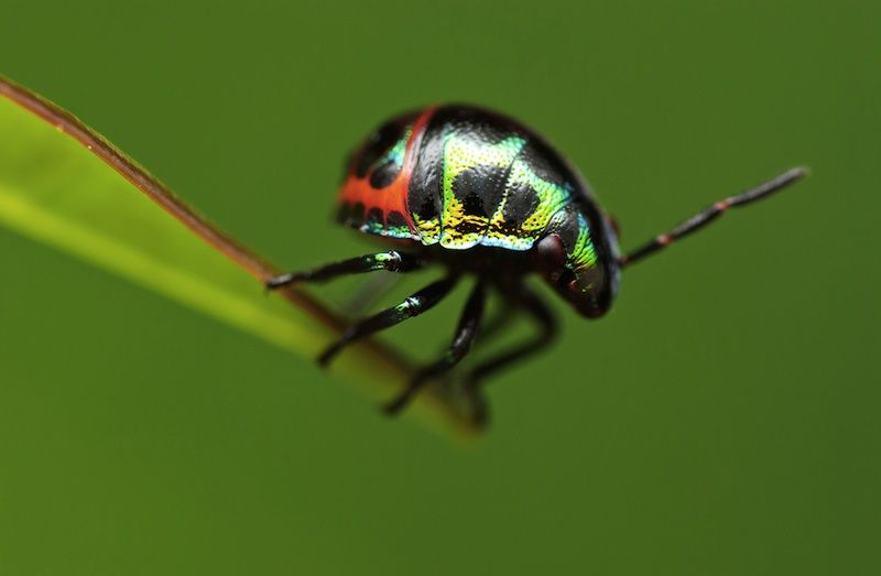 Image Gallery: Shimmering Metallic Beetles | Live Science
