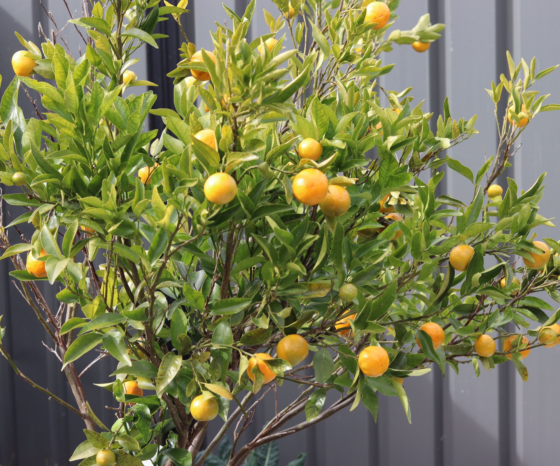 Simple steps to prune an orange tree: recommended by experts | Homes ...