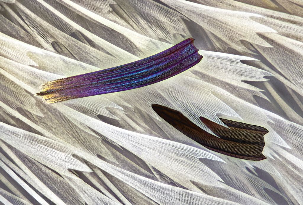 Weed, brains and spider eyeballs: 20 jaw-dropping snapshots of the ...