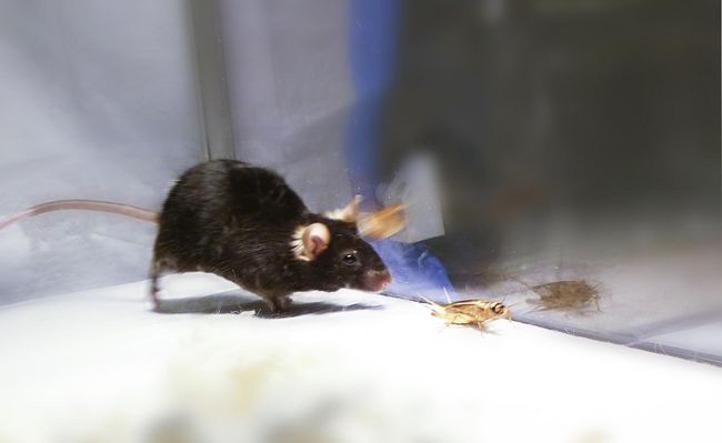 Murderous Mickey: 'Zombie' Mice Triggered with Predatory Gene | Live ...