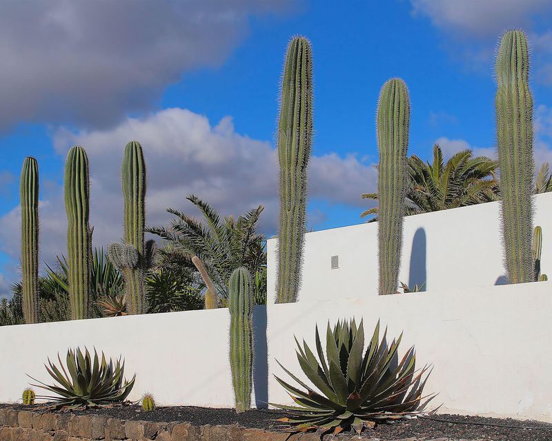 Tips & Information about Cacti & Succulents - Page 3 | Gardening Know How