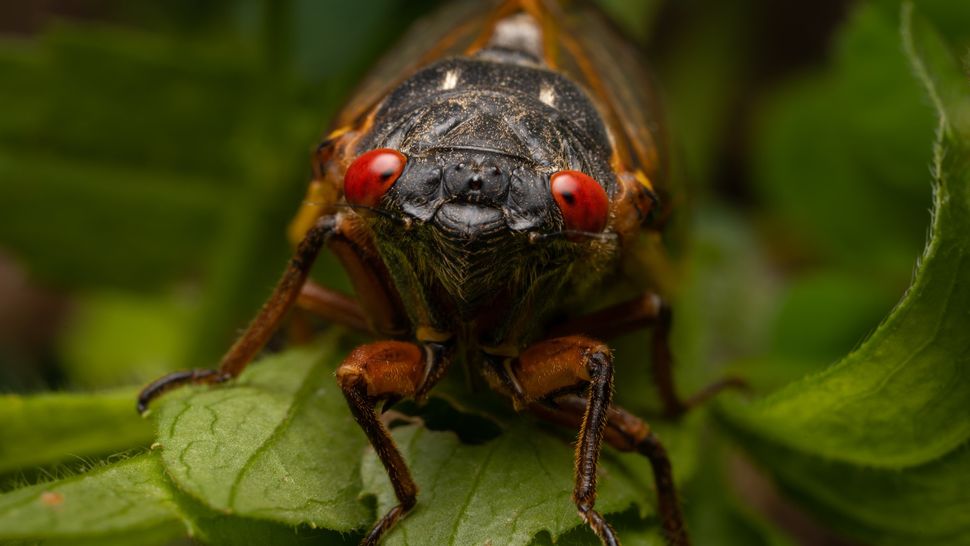 A trillion cicadas will descend on the US this spring in rare event ...