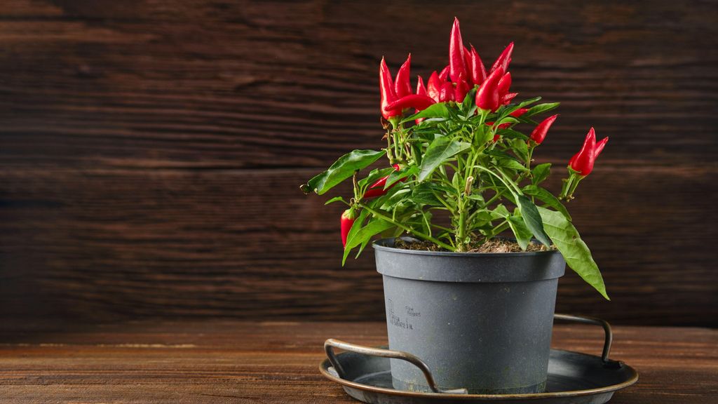 Six great chili varieties for containers in small spaces | Homes and ...
