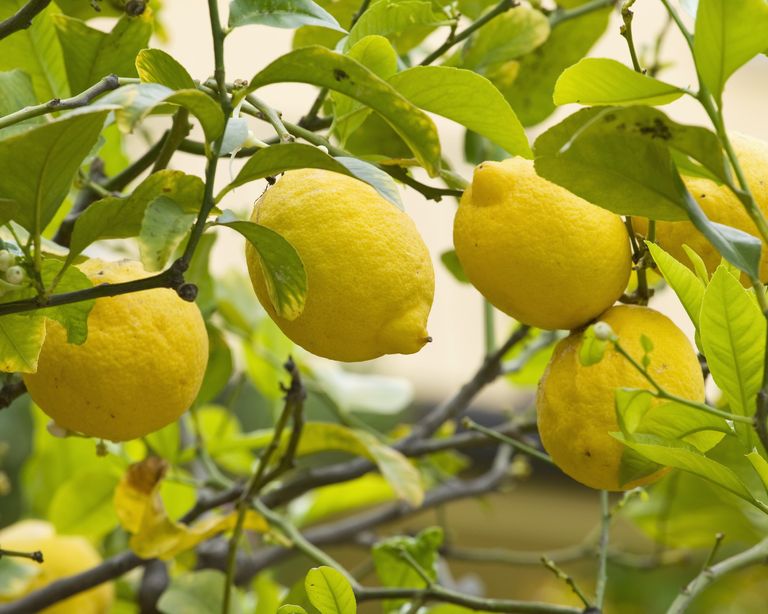 Expert tips on how to grow a lemon tree | Gardeningetc