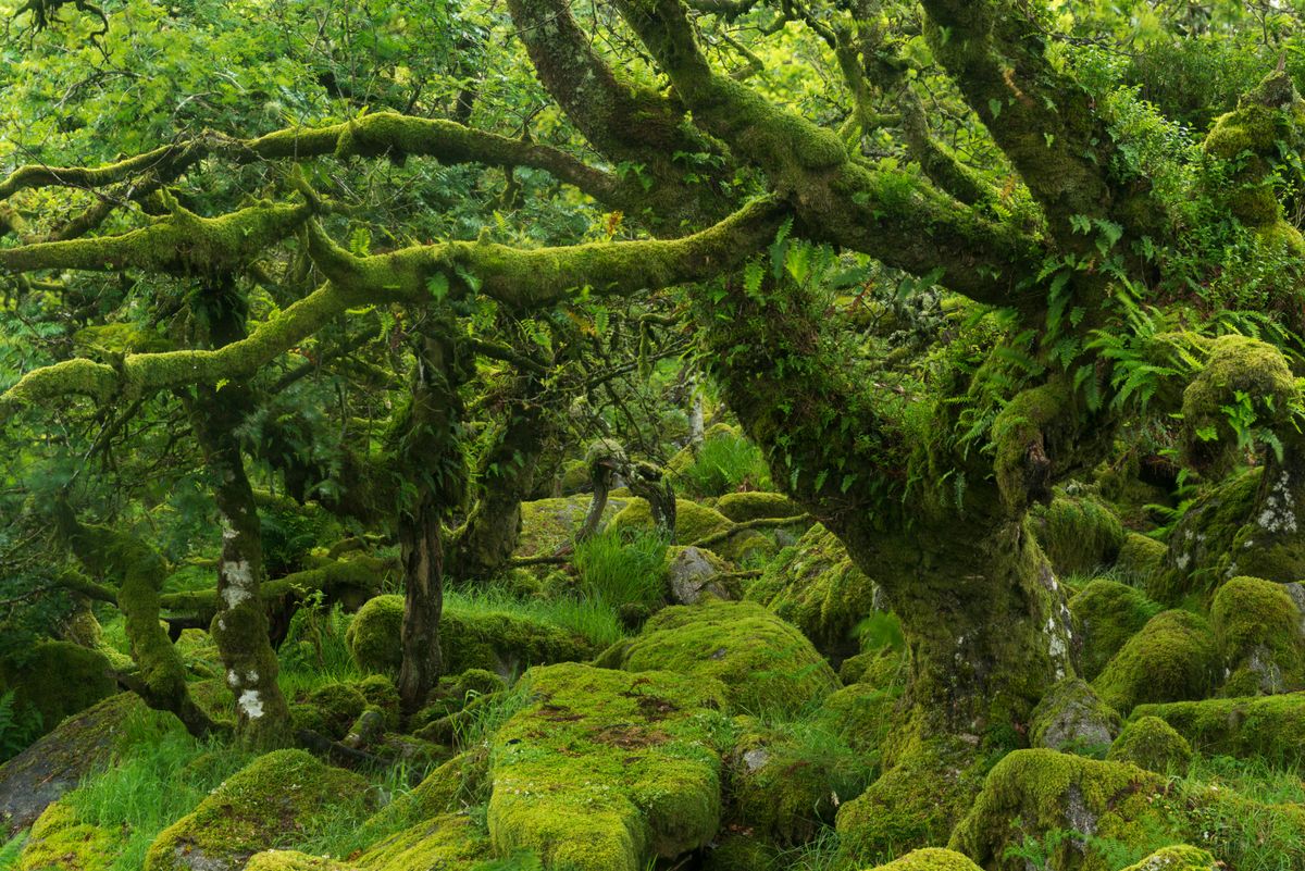 Moss: The 350-million-year-old plants that turn the unsightly 'into ...