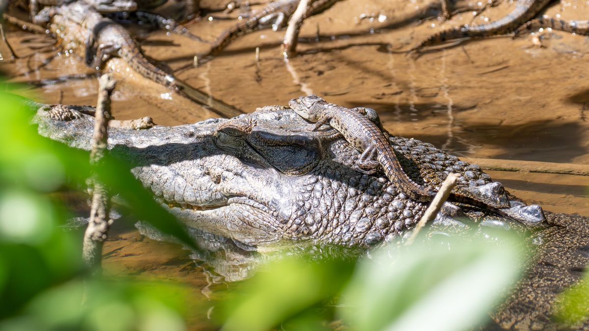 Mystery of what, or who, butchered Australian crocodile deepens ...