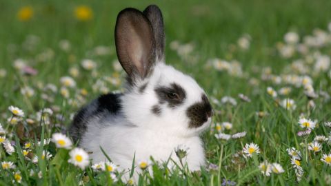 Best types of bunnies for pets: which breed is best for you? | PetsRadar